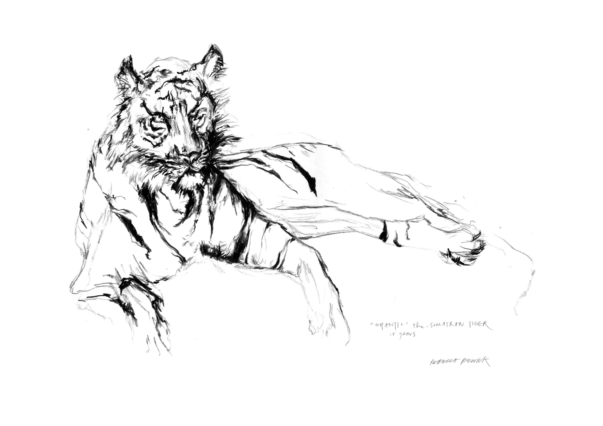 drawing studies – REBECCA BEWICK | DIGITAL SCULPTOR